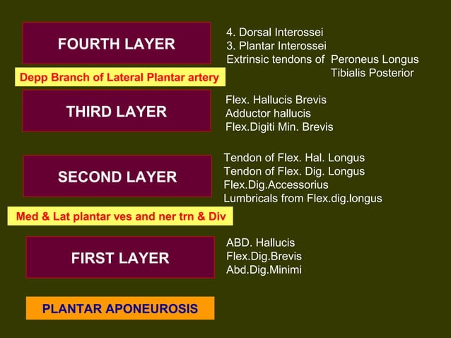 Vessels and nerves of sole of foot | PPT