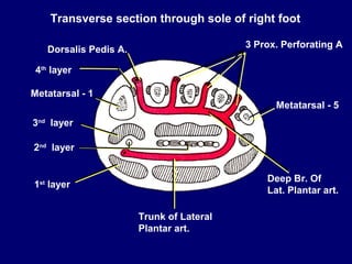 Vessels and nerves of sole of foot | PPT