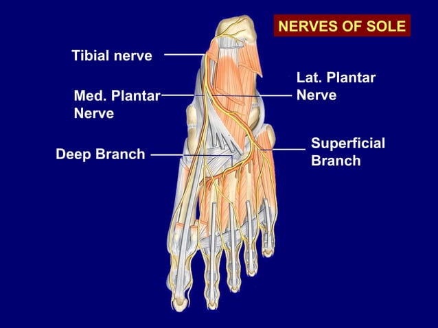 Vessels and nerves of sole of foot | PPT