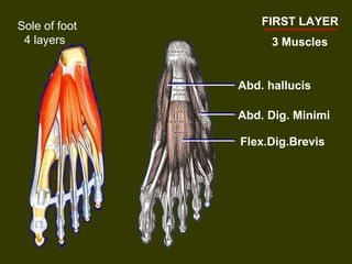 Vessels and nerves of sole of foot | PPT