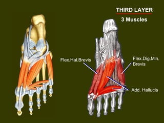 Vessels and nerves of sole of foot | PPT