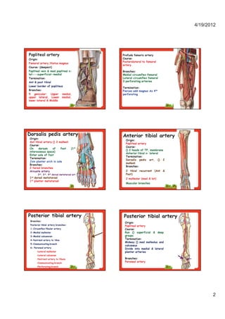 Vessels & nerves of lower limb | PDF