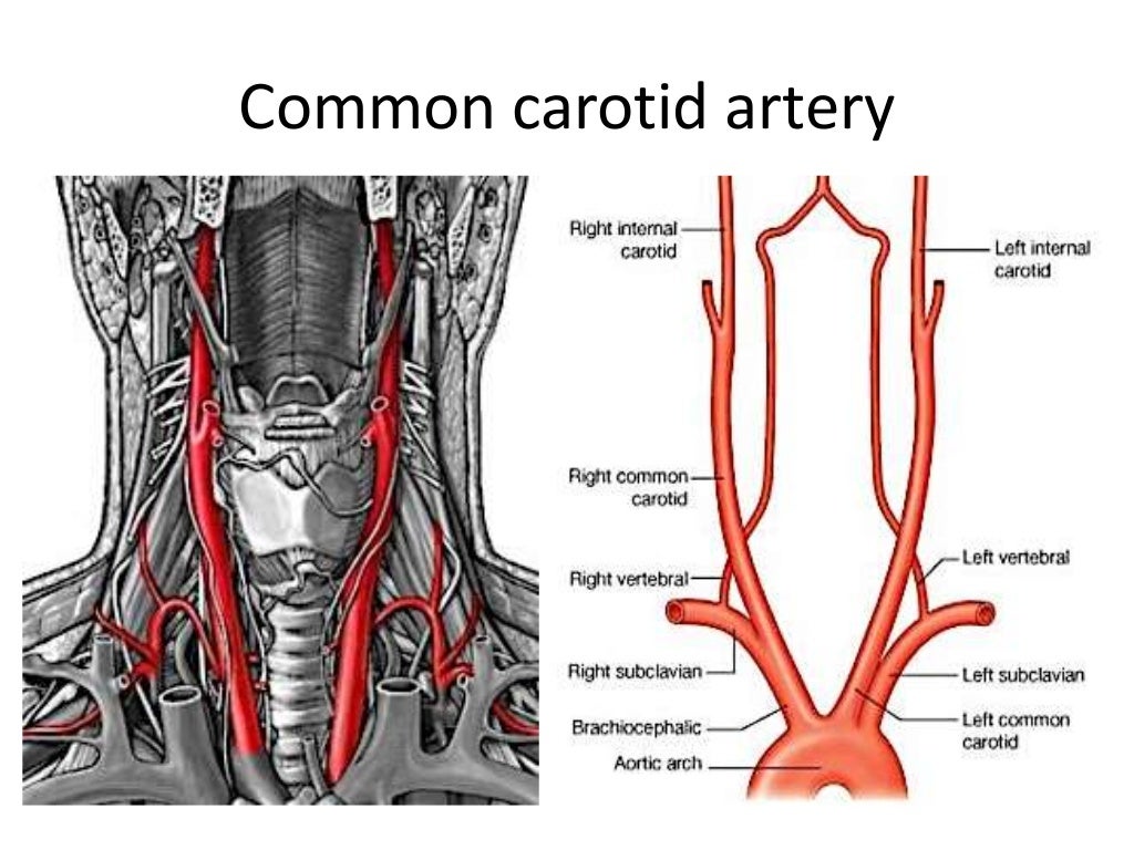 Vessels of head, neck & face