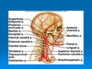Vessels of Neck.pptx