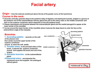 Vessels of the head and neck | PDF
