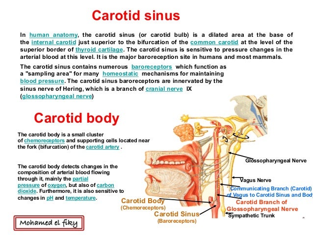 Vessels of the head and neck