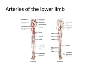 Vessels of the lower limb and varicose vien.pptx