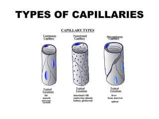 Anatomy of the Microcirculatory Bed | PPTX
