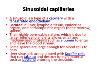 Anatomy of the Microcirculatory Bed | PPTX