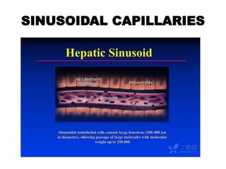Anatomy of the Microcirculatory Bed | PPTX
