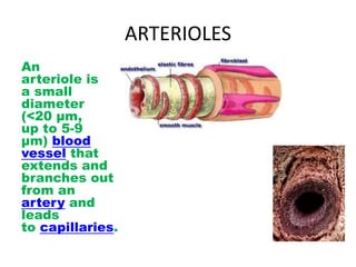 Anatomy of the Microcirculatory Bed | PPTX