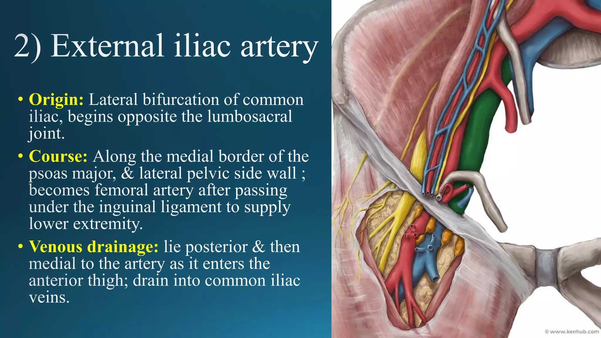 Vessels of the pelvis | PDF