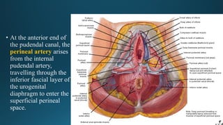 Vessels of the pelvis | PDF