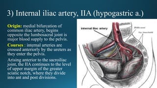 Vessels of the pelvis | PDF