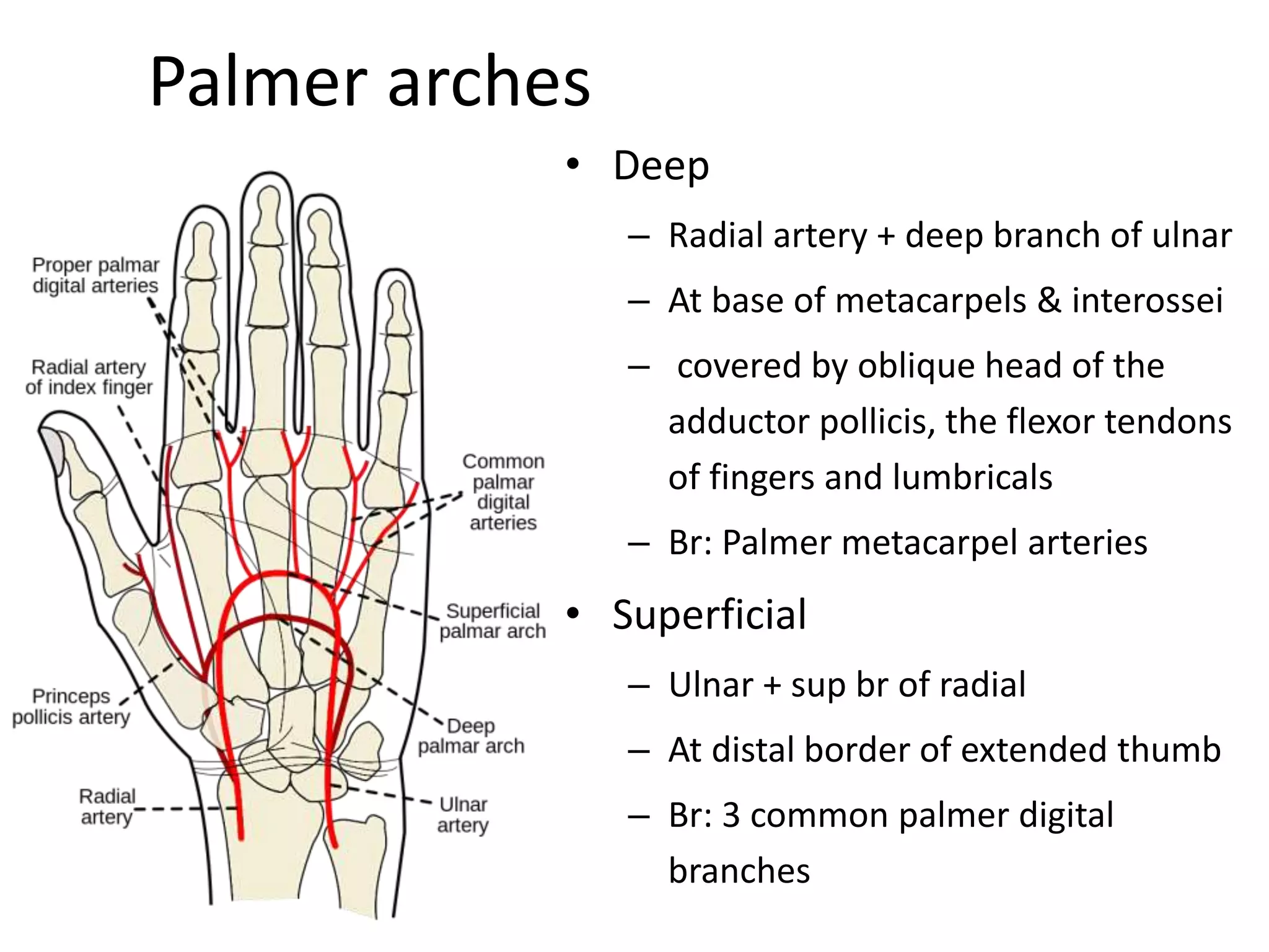 Vessels of upper limb | PPTX