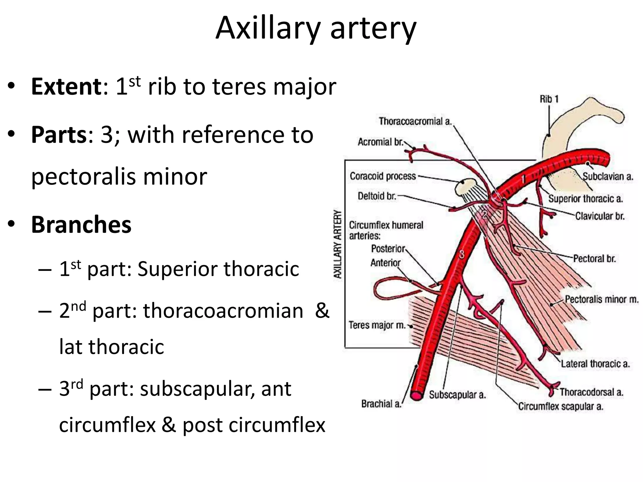 Vessels of upper limb | PPTX