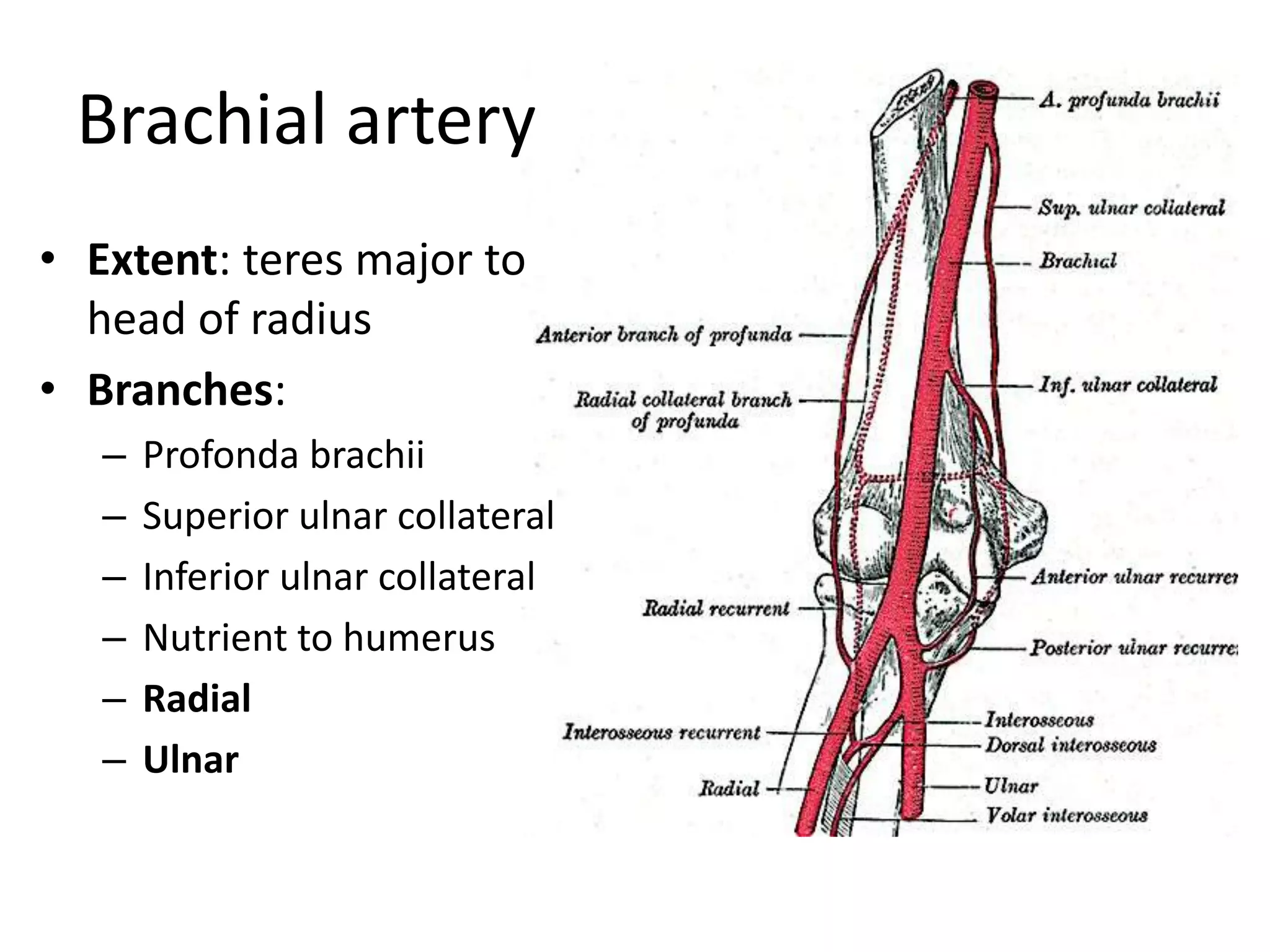 Vessels of upper limb | PPTX