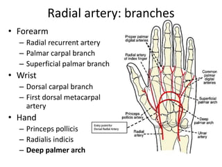 Vessels of upper limb | PPTX