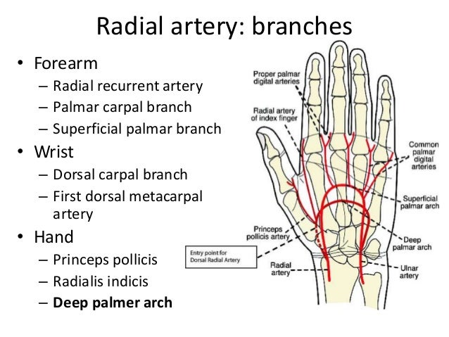 Vessels of upper limb
