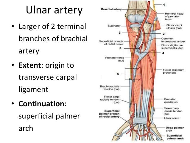 Vessels of upper limb