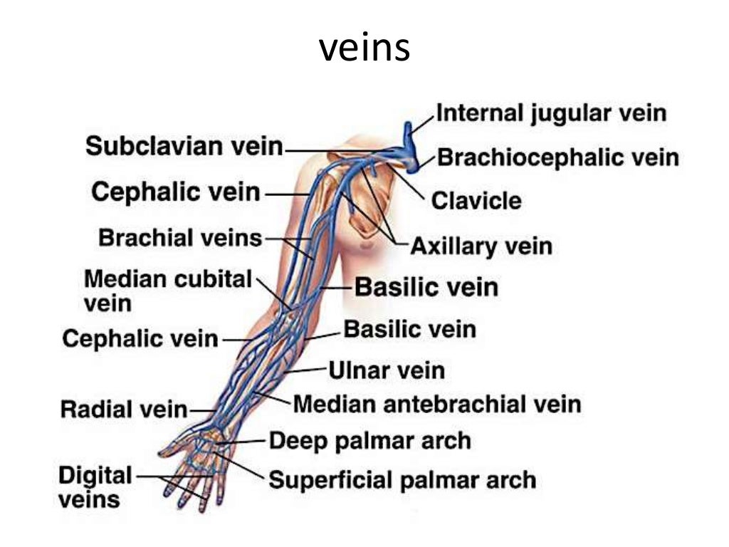 Vessels of upper limb