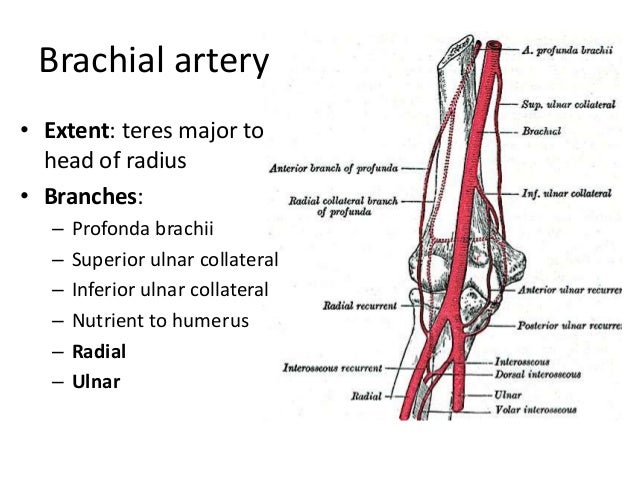 Vessels of upper limb