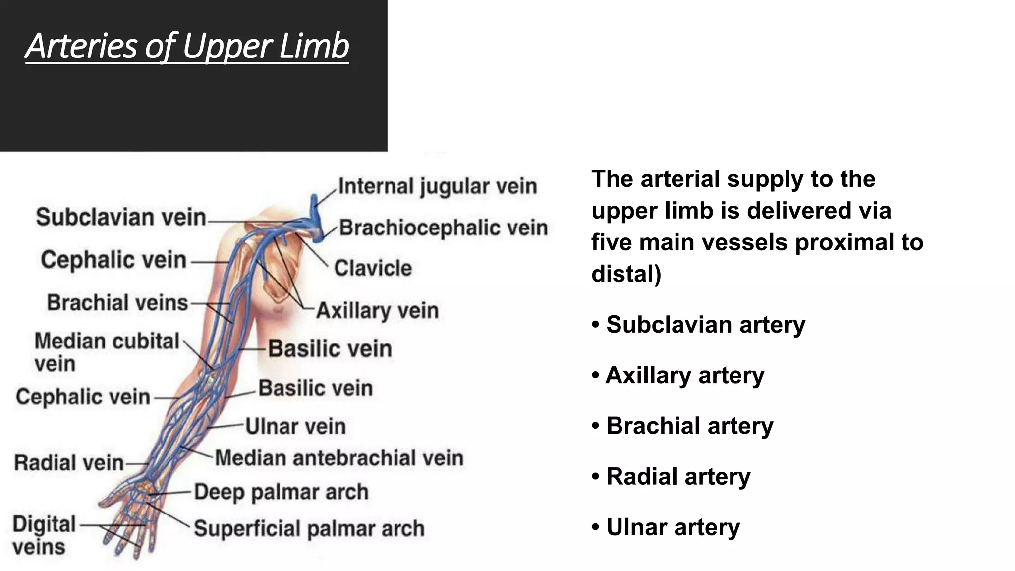 Vessels of upper limb..pptx