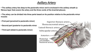 Vessels of upper limb..pptx