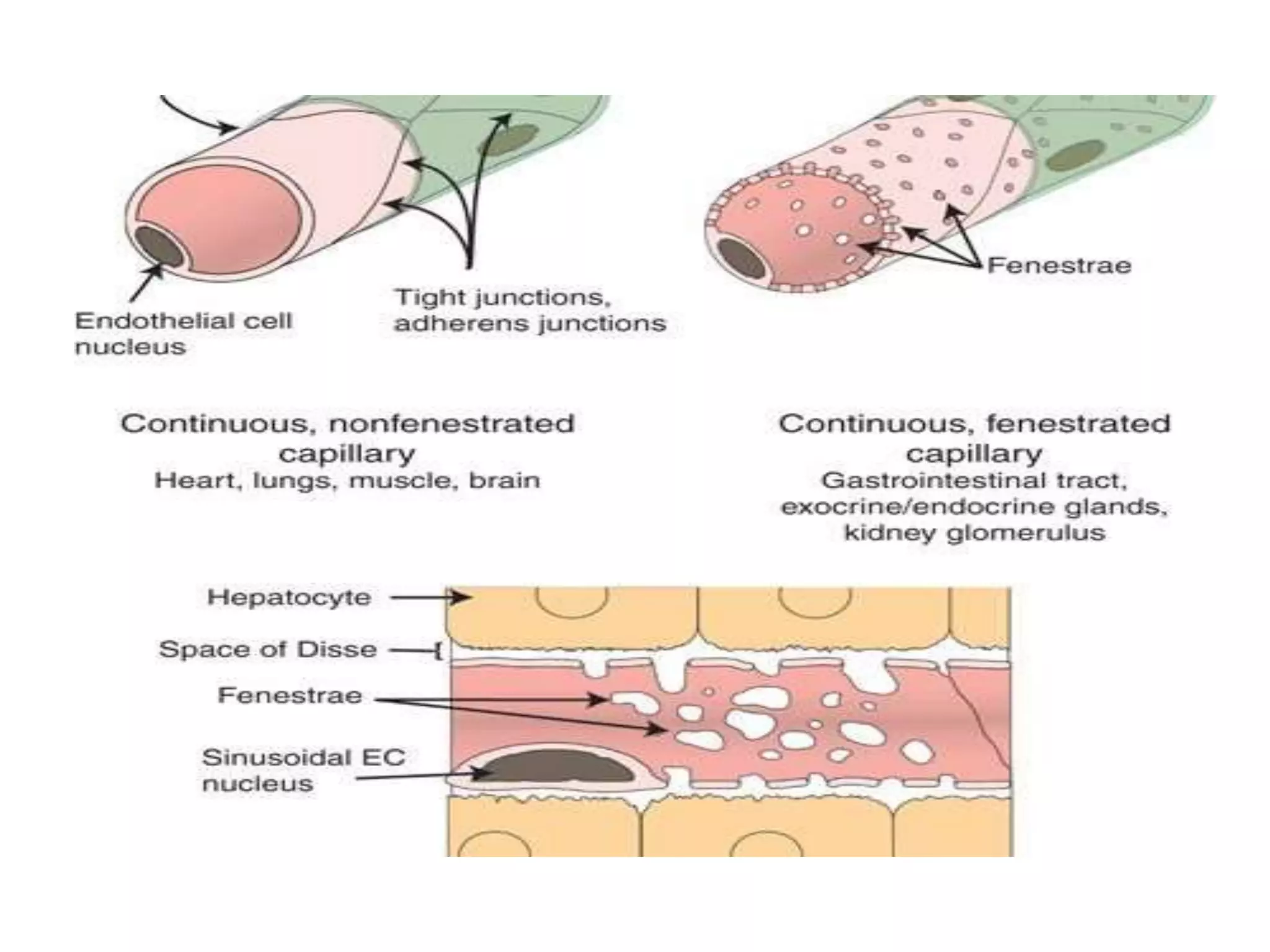 Vessel wall biology | PPTX