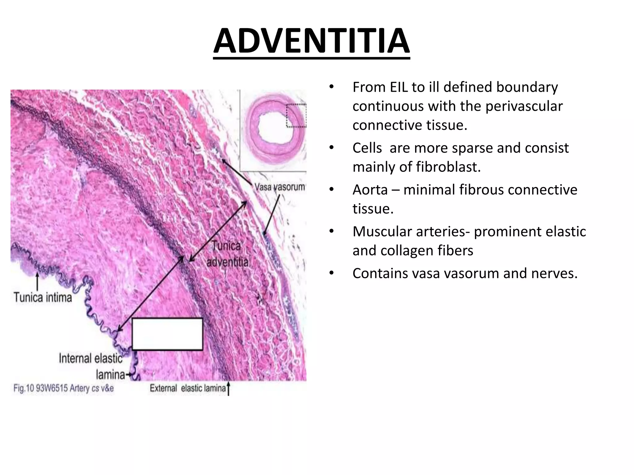 Vessel wall biology | PPTX