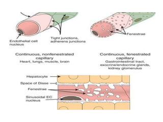 Vessel wall biology | PPTX