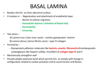 Vessel wall biology | PPTX | Biological Sciences | Science