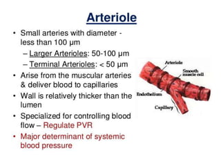 Vessel wall biology | PPTX