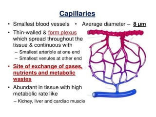 Vessel wall biology | PPTX
