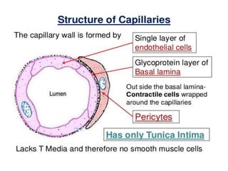 Vessel wall biology | PPTX