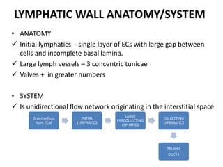 Vessel wall biology | PPTX