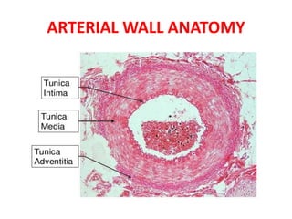 Vessel wall biology | PPTX