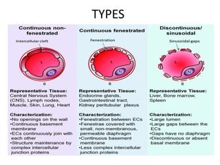 Vessel wall biology | PPTX
