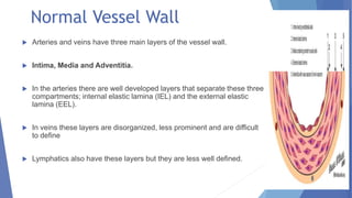 Vessel Wall Biology & Atherosclerosis.pptx