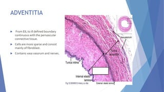 Vessel Wall Biology & Atherosclerosis.pptx