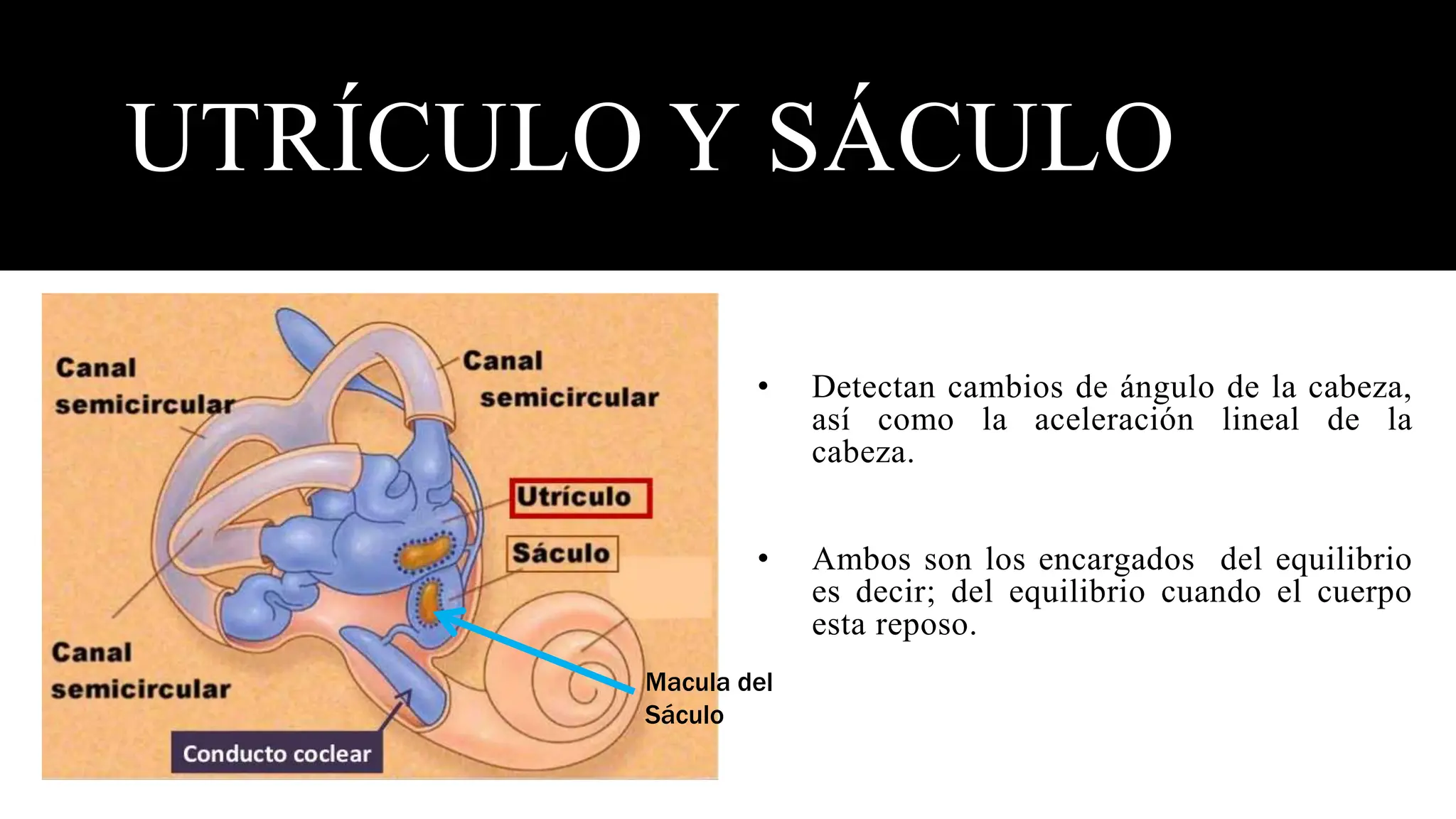 el vestibulo del oido parte del sistema .pptx | Ear, Nose and Throat ...