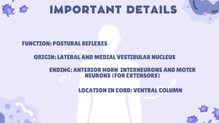 Vestibular Neuro Anatomy - Slide Power Point | PPTX