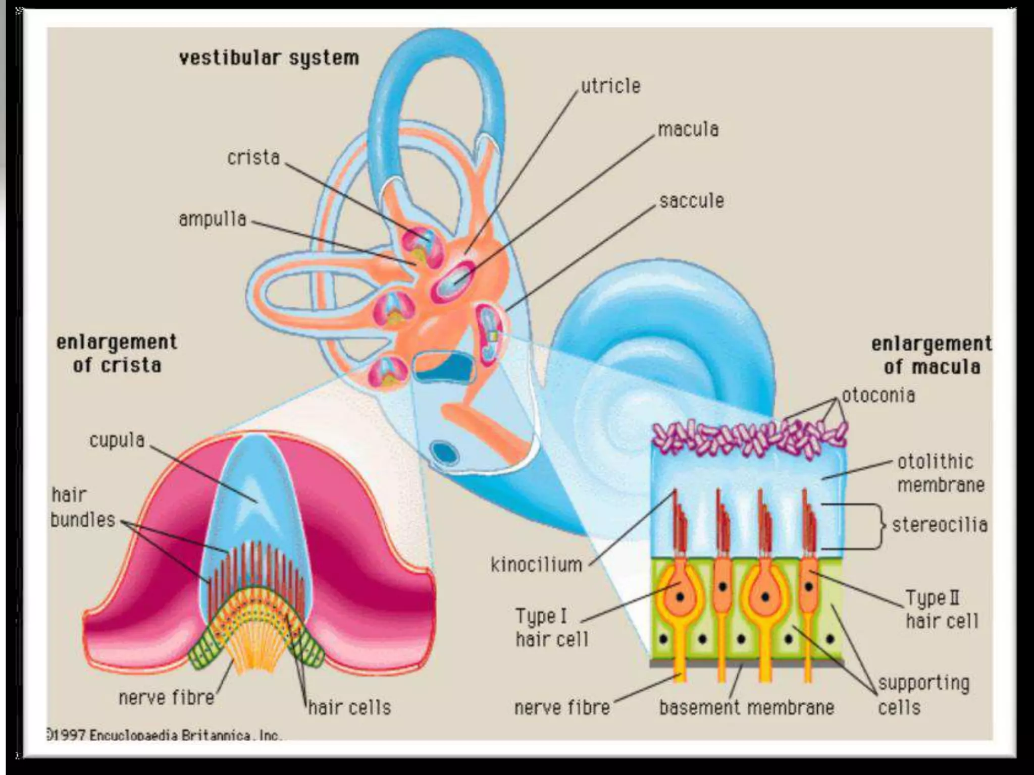 Vestibular Anatomy and Physiology- شيرين.pptx