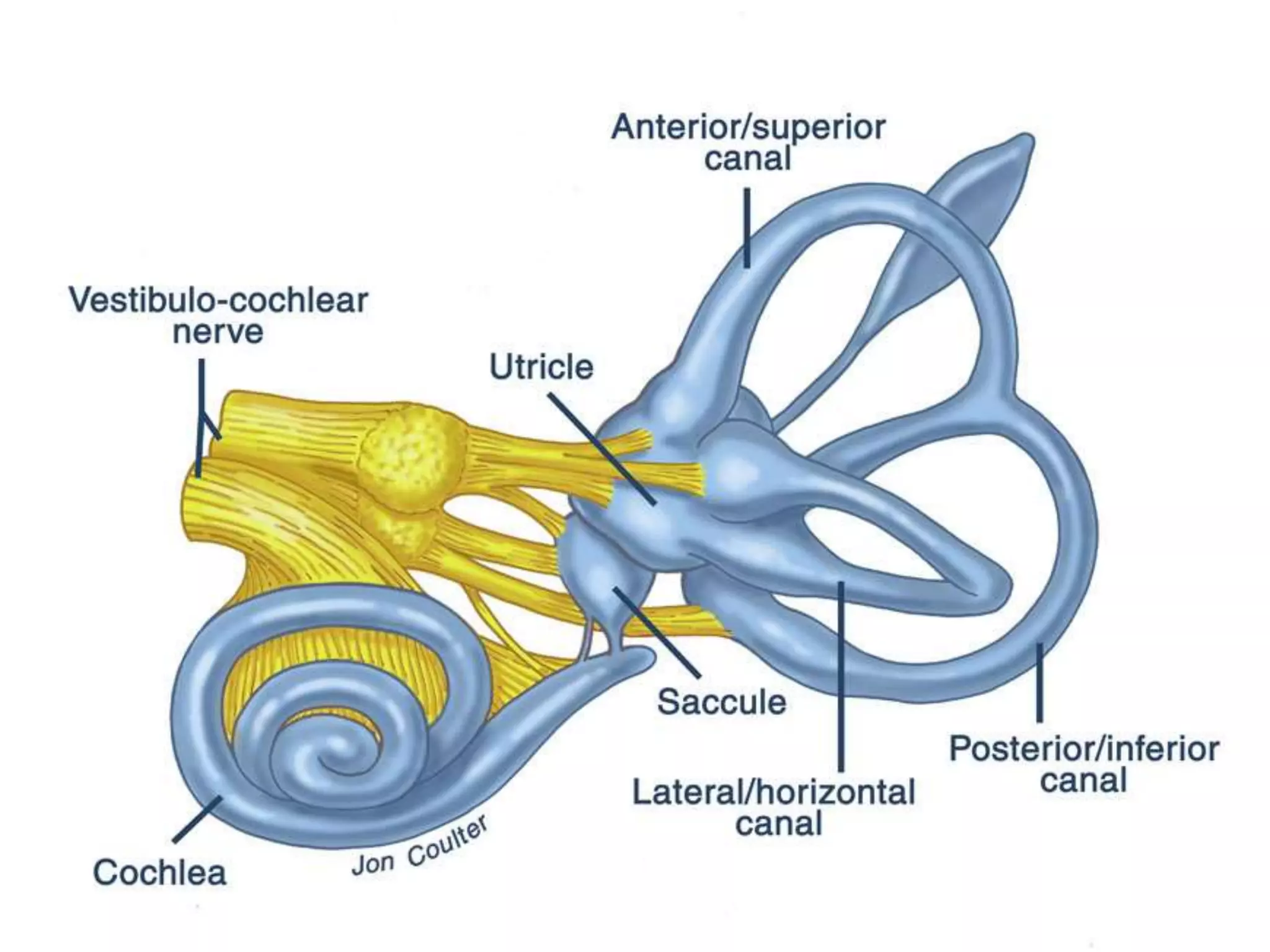 Vestibular Anatomy and Physiology- شيرين.pptx