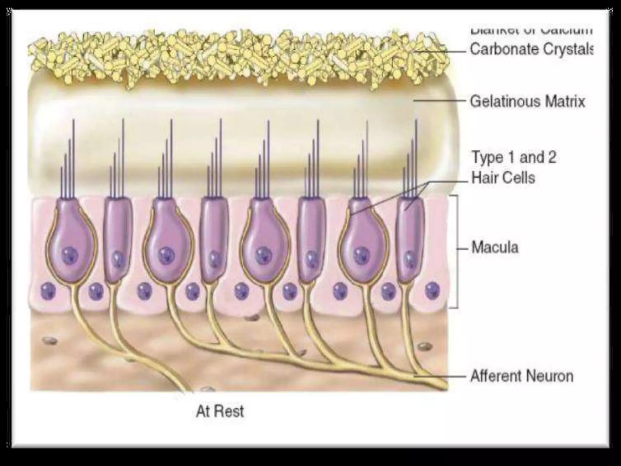 Vestibular Anatomy and Physiology- شيرين.pptx