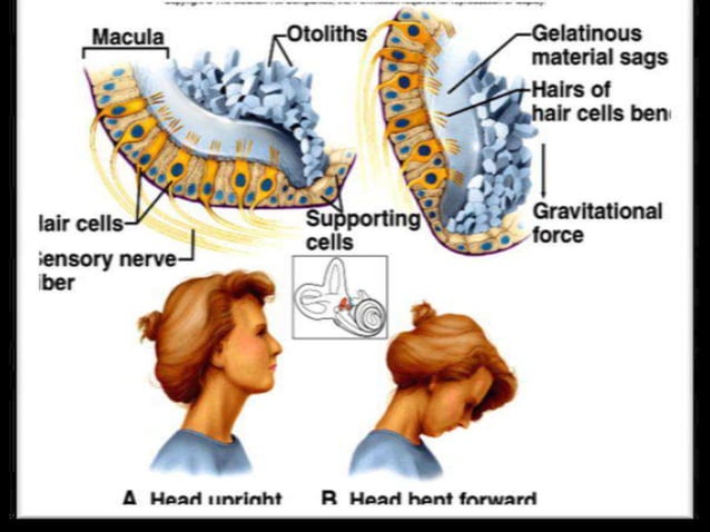 Vestibular Anatomy and Physiology- شيرين.pptx
