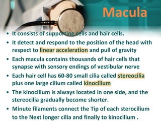 Vestibular Anatomy and Physiology- شيرين.pptx