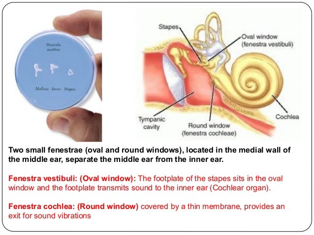 Vestibular and auditory apparatus-Dr.B.B.Gosai
