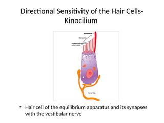 physiology of vestibular system with vivid diagrams. | PPTX