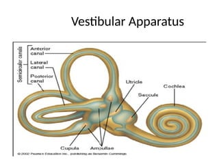 physiology of vestibular system with vivid diagrams. | PPTX
